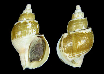 蛾螺总科 Buccinacea 蓝色动物学（中国动物学科普）